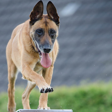 Recon K9 | Police And Military Dog Gear & Accessories – ReconK9