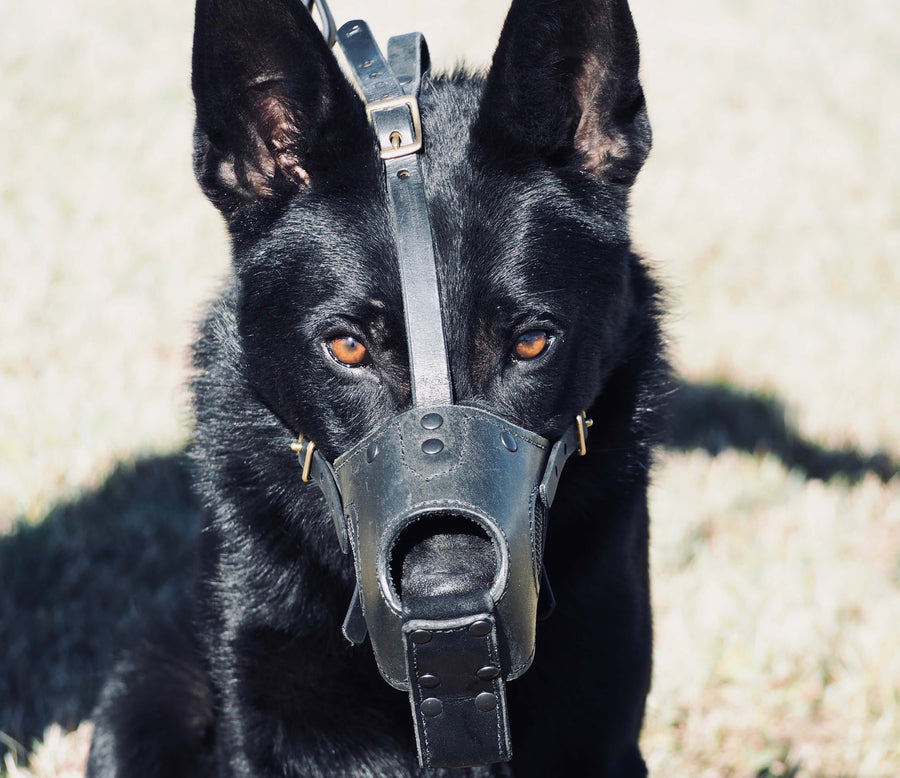 Recon K9 | Police And Military Dog Gear & Accessories – ReconK9